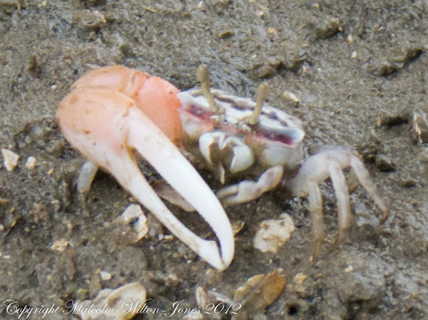 Fiddler Crab | Project Noah