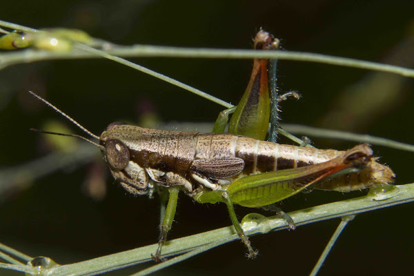 Grasshopper | Project Noah