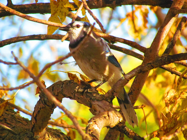 Blue Jay | Project Noah