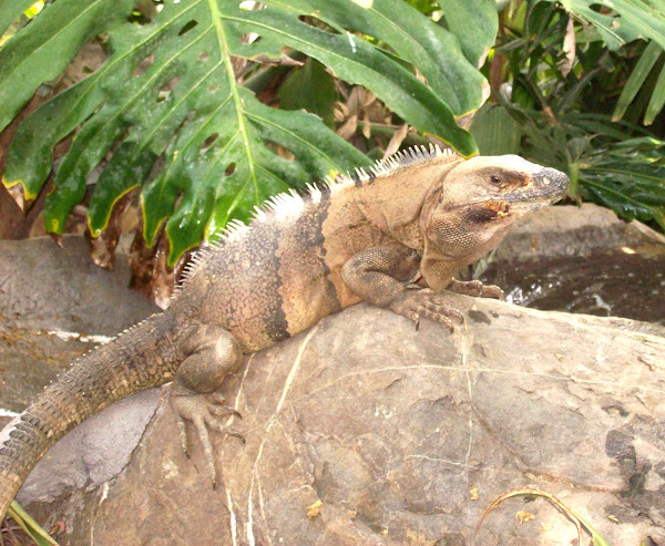 Green Iguana | Project Noah