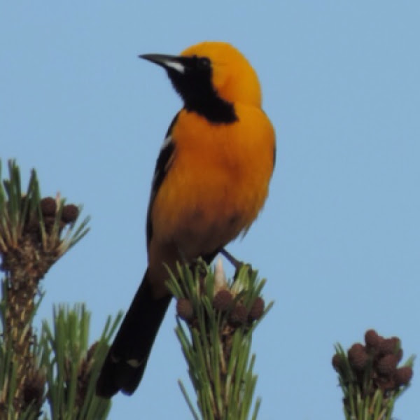 Hooded Oriole | Project Noah