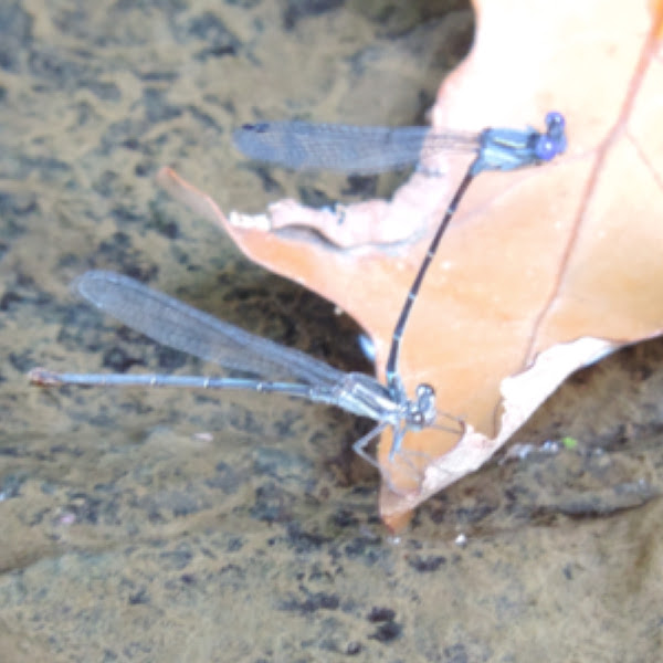 Dusky Dancer pair | Project Noah