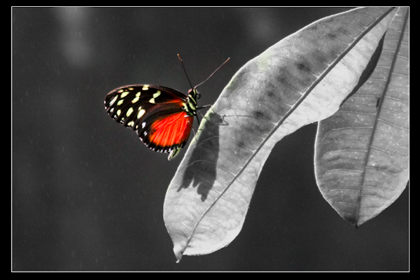 Tiger Longwing | Project Noah