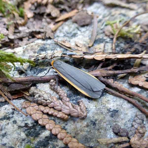 Yellow-collared Scape | Project Noah