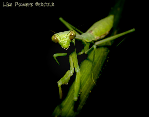 Praying Mantis | Project Noah