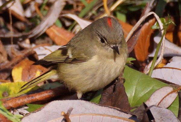 Ruby-crowned Kinglet | Project Noah