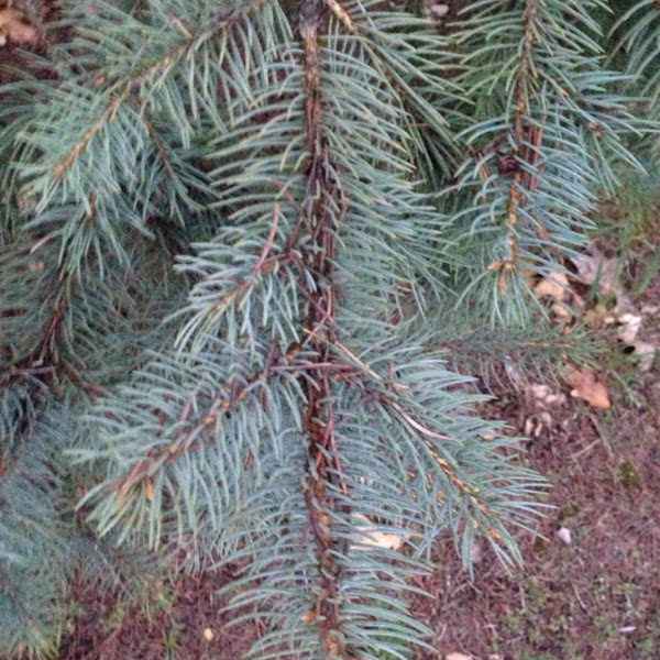 Blue Spruce | Project Noah