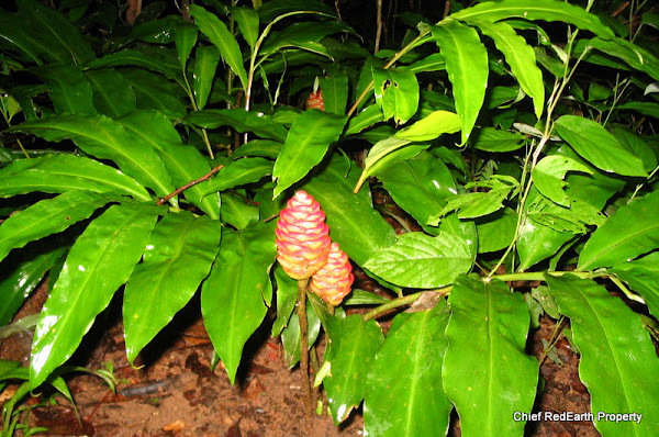 Beehive Ginger | Project Noah