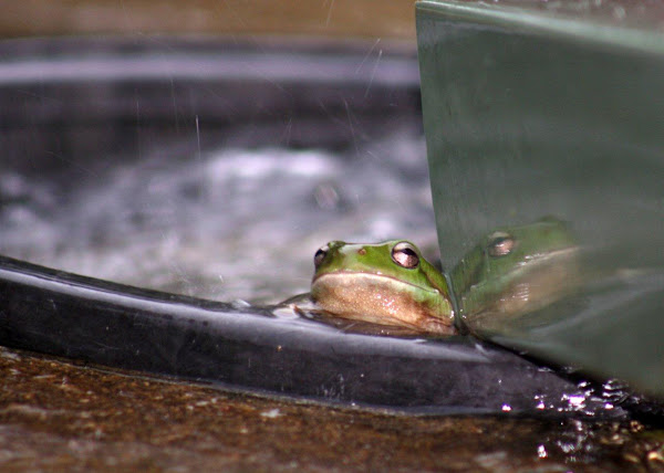 White's Tree Frog | Project Noah