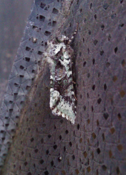 Explicit Arches | Project Noah