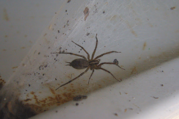 Grass Spider, female | Project Noah