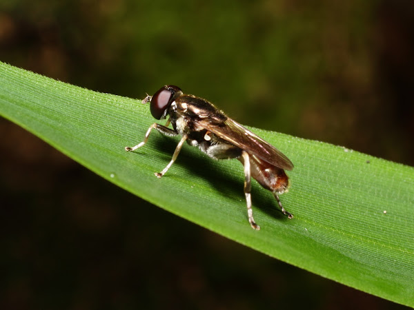 Hover-fly | Project Noah