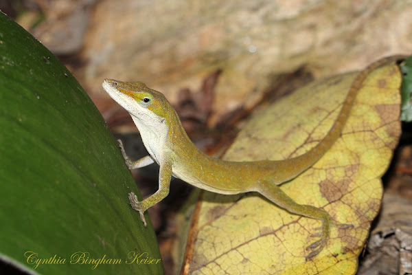 Northern Green Anole | Project Noah