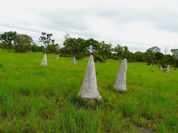 Termite mounds | Project Noah