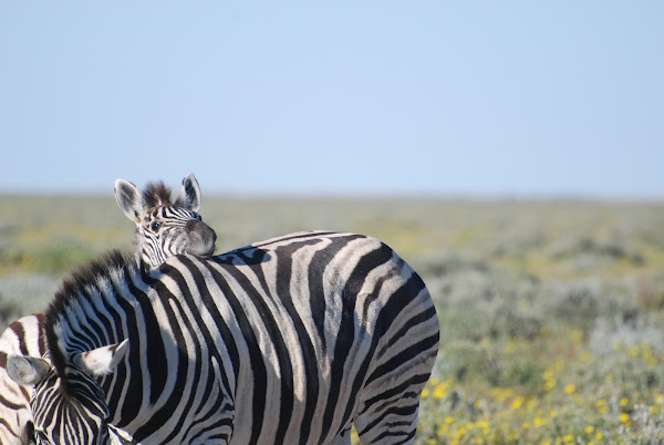 Burchell's Zebra | Project Noah