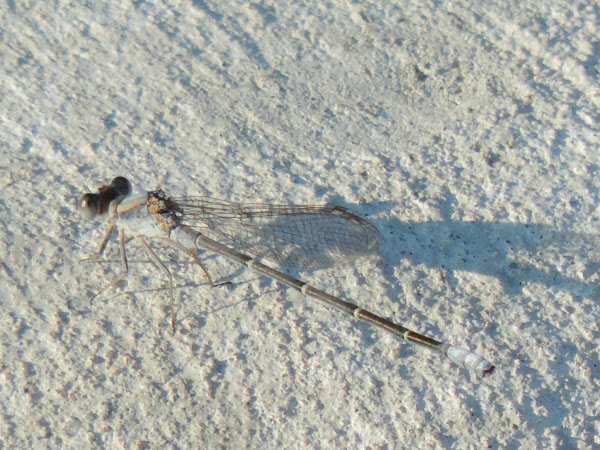 Dancer Damselfly | Project Noah