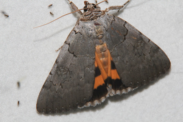 Magdalen Underwing Moth | Project Noah