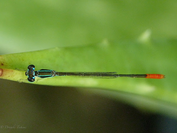 Damselflies | Project Noah