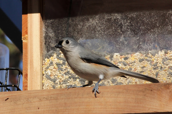 Tufted Titmouse | Project Noah