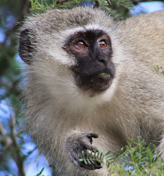 Vervet Monkey | Project Noah