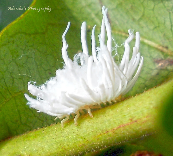 Mealy bug destroyer | Project Noah