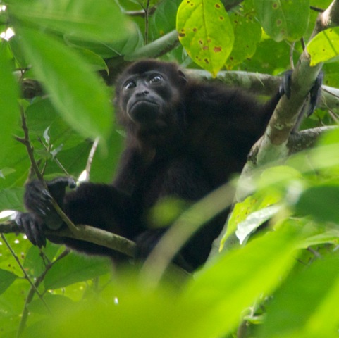Howler Monkey | Project Noah