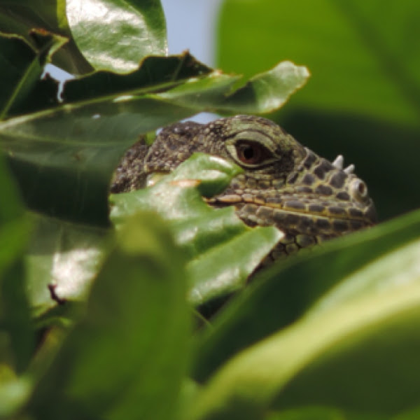 Green Iguana | Project Noah