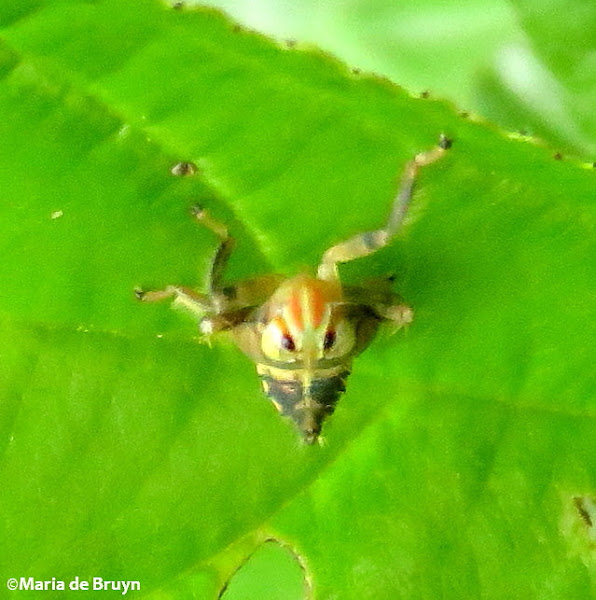 Coppery leafhopper nymph | Project Noah