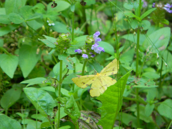 Crocus Geometer | Project Noah