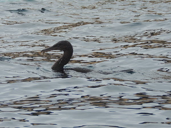 Flightless cormorant | Project Noah