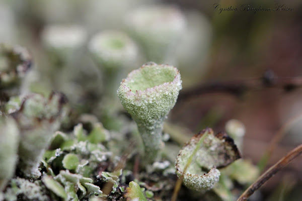 Pixie-cup Lichen | Project Noah