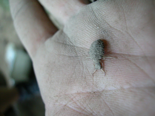 Antlion larva | Project Noah