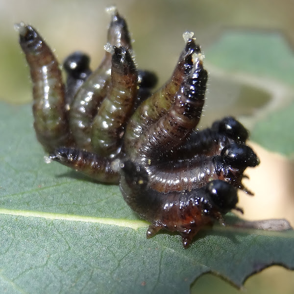 Sawfly larvae | Project Noah