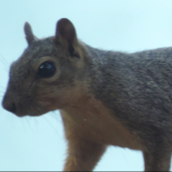 Fox Squirrel | Project Noah