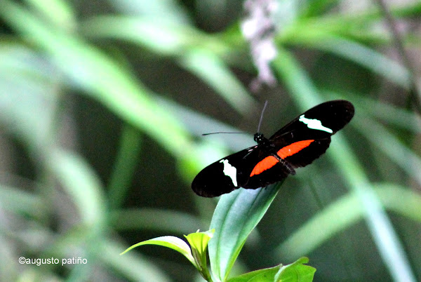 Clysonymus Longwing, Yellow Longwing or Montane longwing | Project Noah