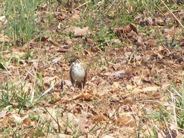 Hermit Thrush | Project Noah