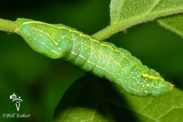 Copper Underwing Caterpillar | Project Noah