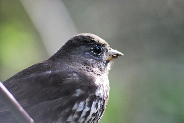 Song Thrush | Project Noah