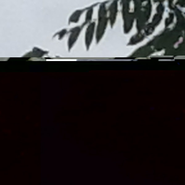 Chinese Sumac, Tree of Heaven | Project Noah