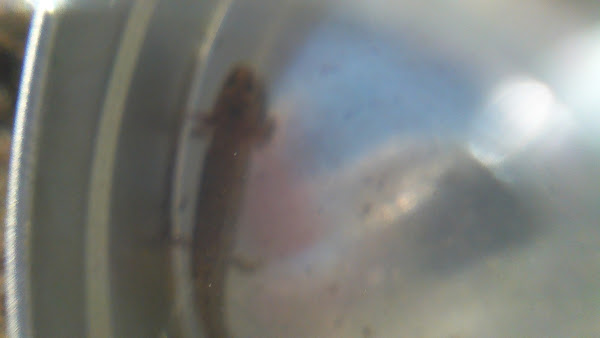baby dusky salamander | Project Noah