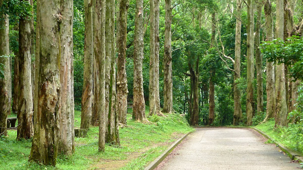 Paper-bark tree, Cajuput-tree 白千層 | Project Noah