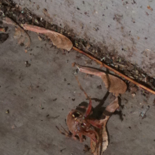 Orbweaver | Project Noah