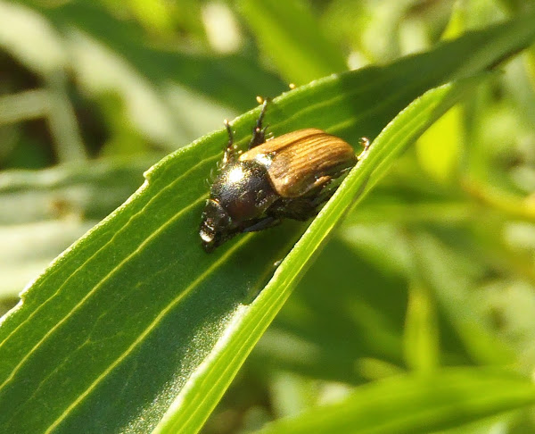 Leaf Chafer Scarab | Project Noah