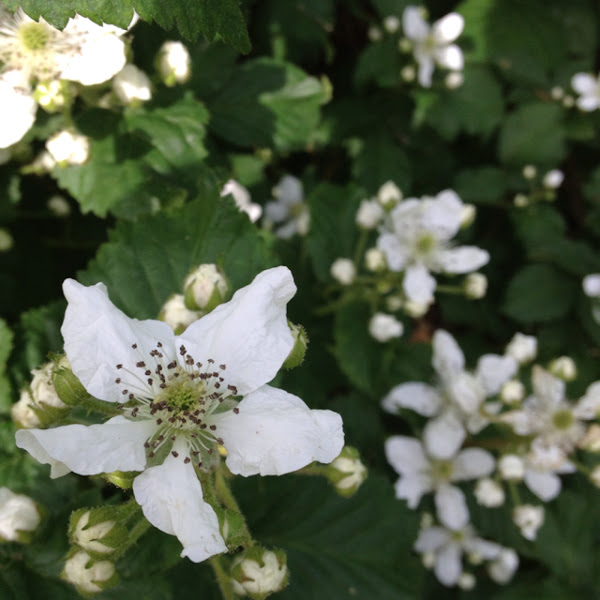 Blackberry | Project Noah