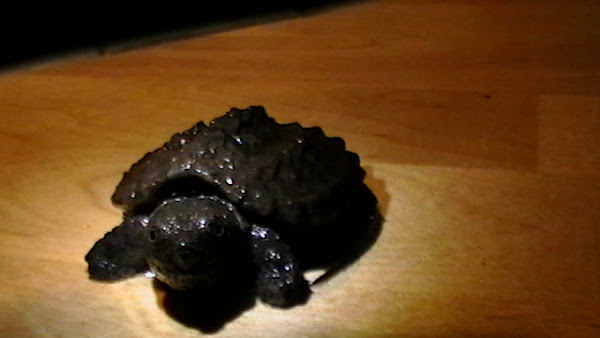 common snapping turtle | Project Noah