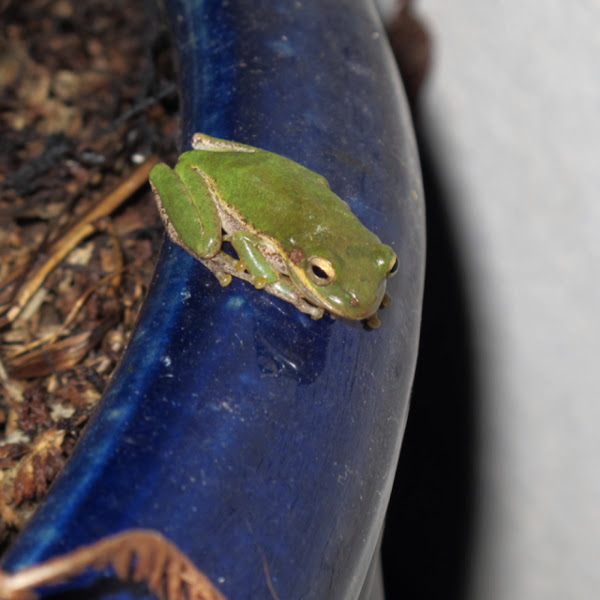 American green tree frog | Project Noah
