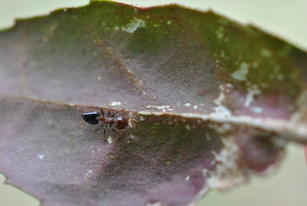 Acrobat ants | Project Noah