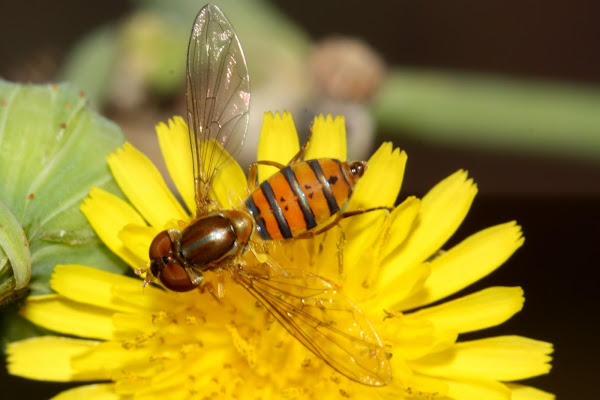 marmalade hoverfly | Project Noah
