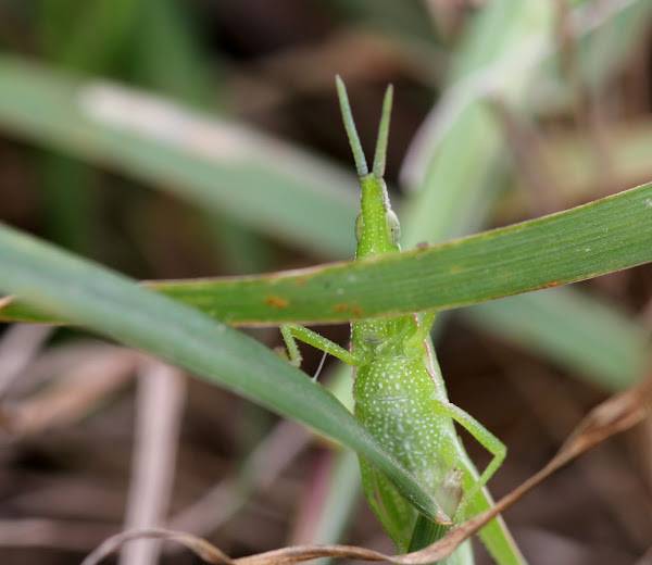 grasshopper | Project Noah
