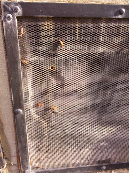 Leaf-footed bugs | Project Noah